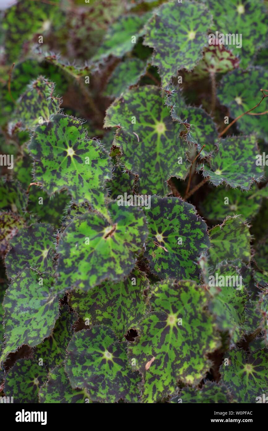 Begonia bowerae - eyelash begonia Stock Photo - Alamy