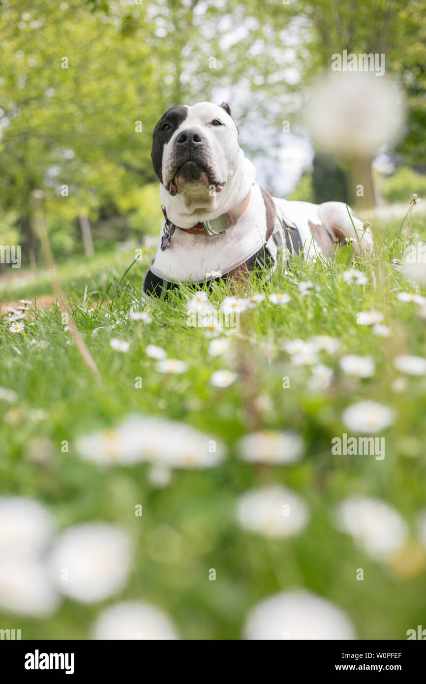 Bitbull hi-res stock photography and images - Alamy