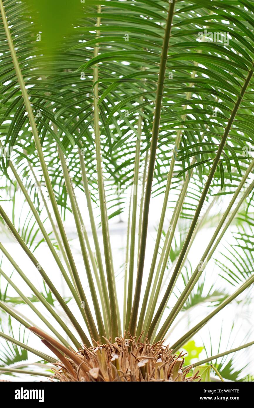 Close up of Cycas revoluta plant Stock Photo - Alamy