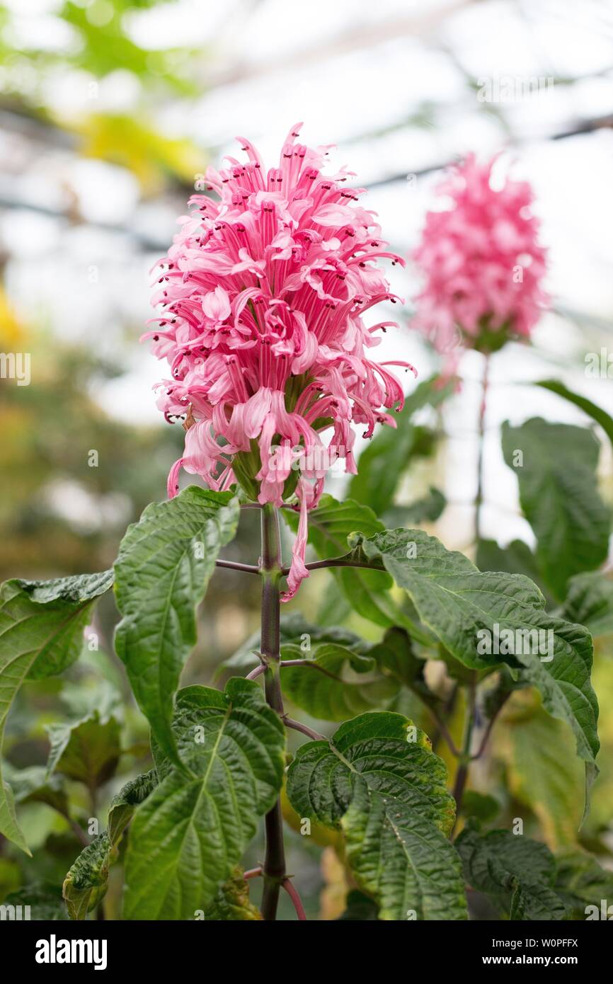 Brazilian plume flower hi-res stock photography and images - Alamy