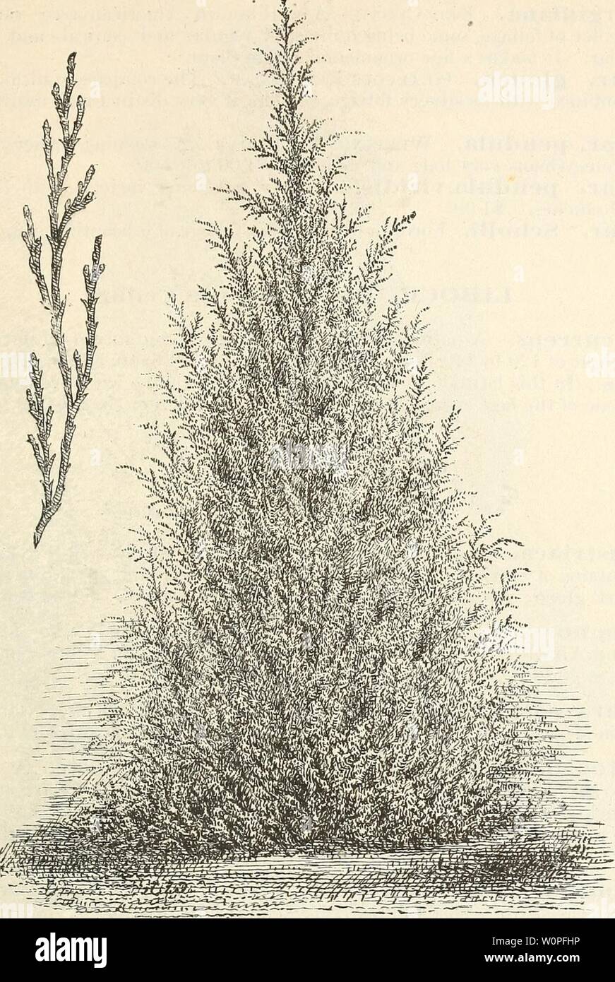 Prostrate juniper hi-res stock photography and images - Alamy