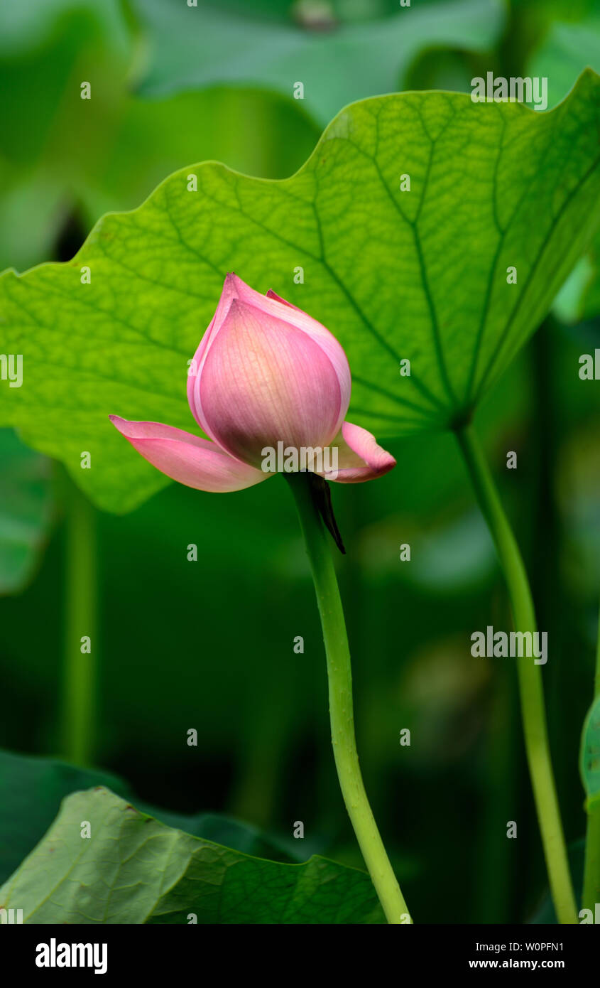 Foreign lotus genus hi-res stock photography and images - Alamy