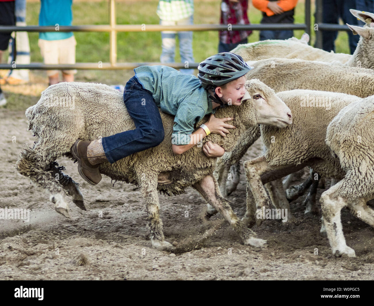June 26, 2019, Central City, Iowa, USA: A rider on a sheep during the ...
