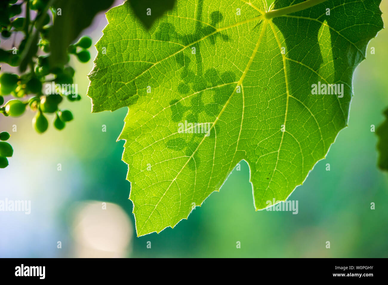 shadow silhouette of unripe grapes against leaf in morning sunshine ...