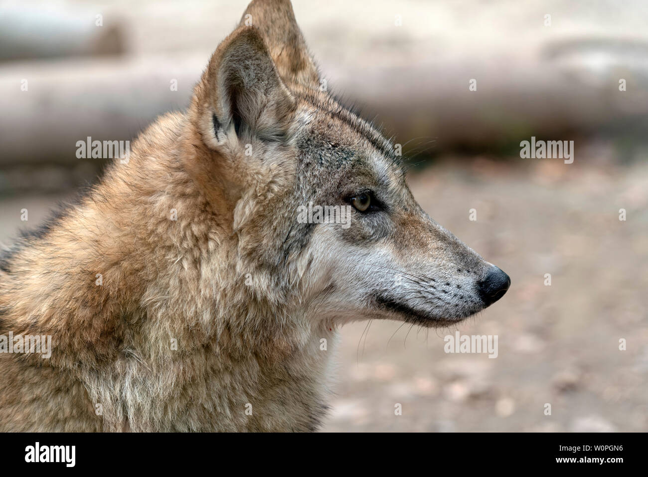 Coyote eating hi-res stock photography and images - Alamy
