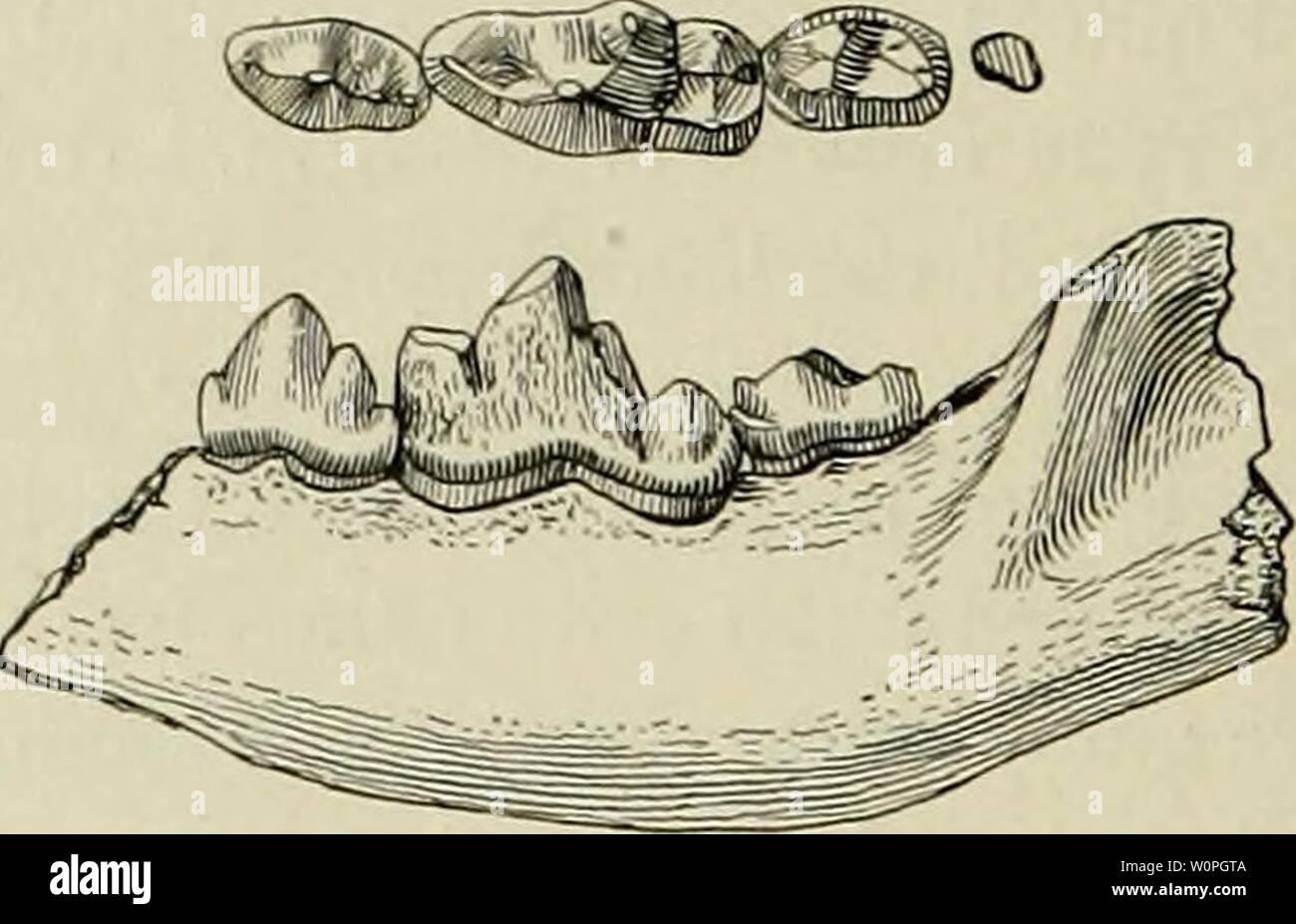 Archive image from page 63 of Description of new carnivores from ...