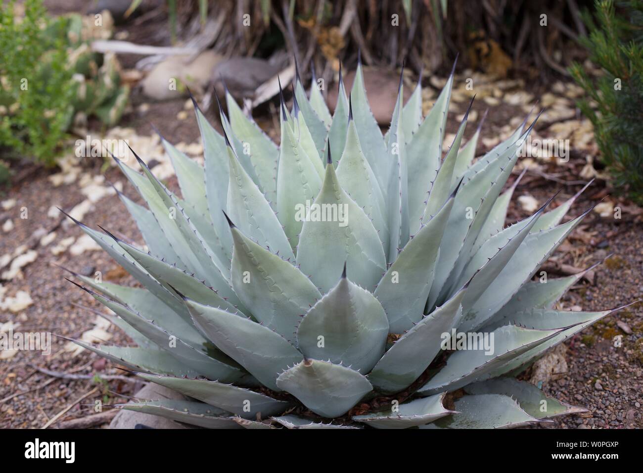 Agave parryi 'J.C. Raulston' Stock Photo - Alamy