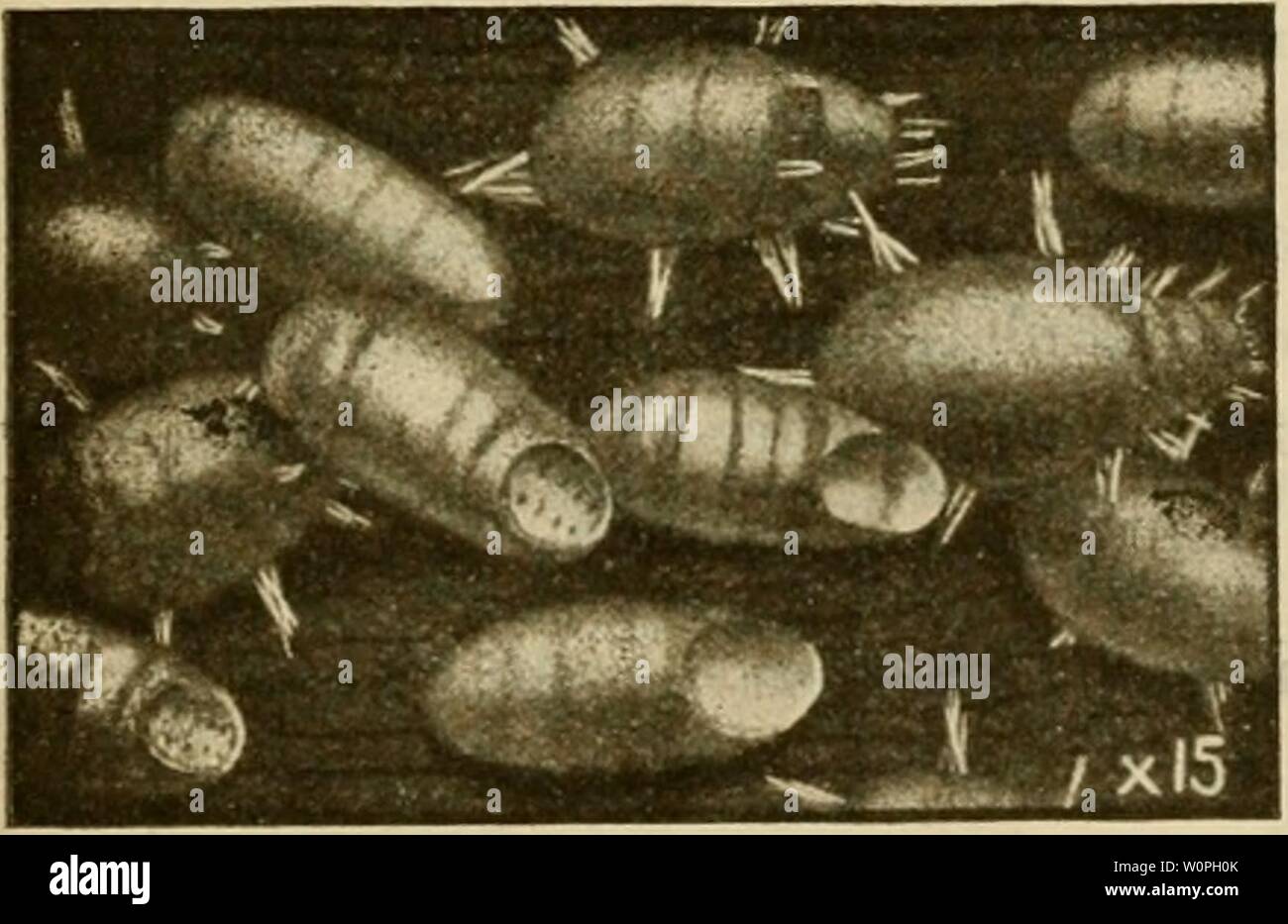 Male vintage catalogue hi-res stock photography and images - Alamy