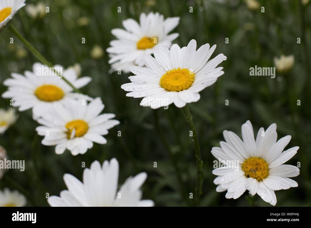 Becky Shasta Daisy High Resolution Stock Photography and Images - Alamy