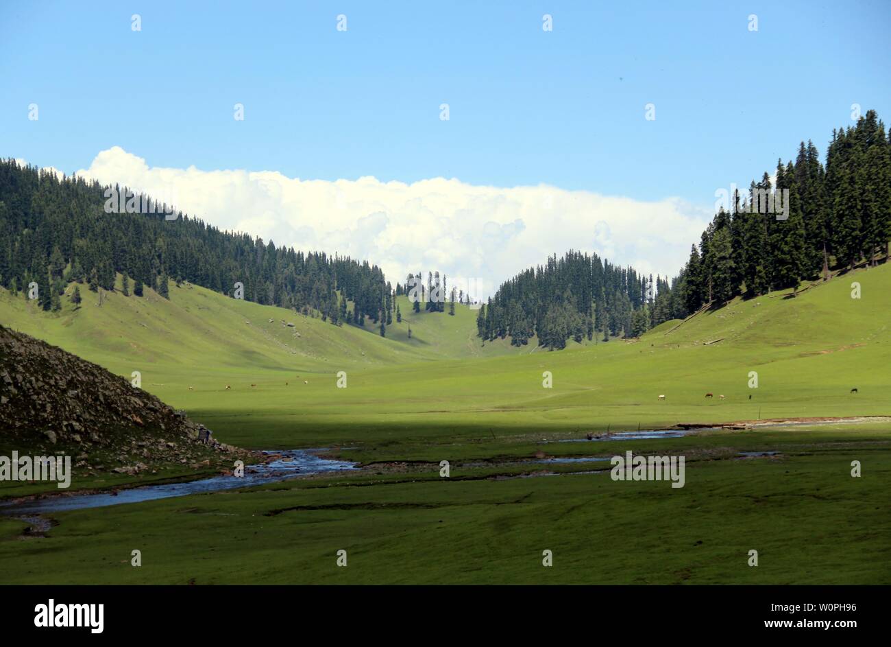 Bangus hi-res stock photography and images - Alamy