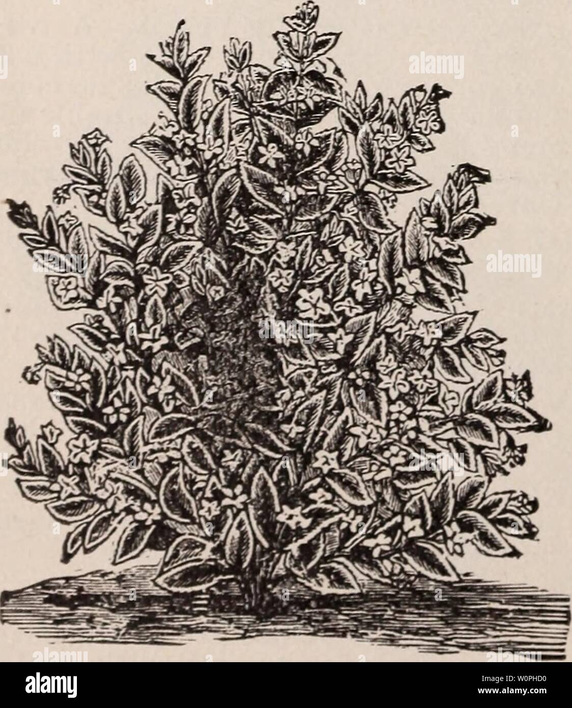 Archive image from page 65 of Descriptive catalogue of fruit and ...