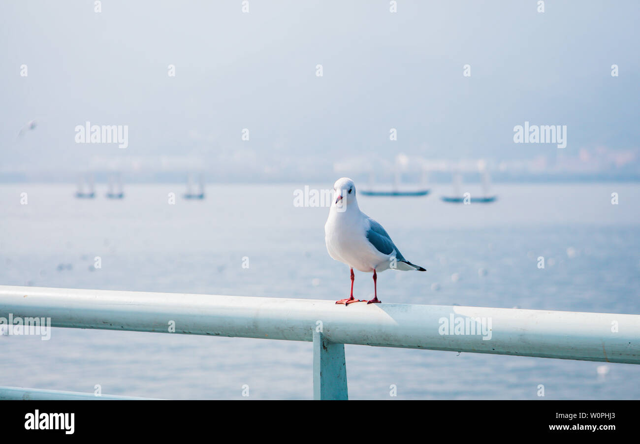 Red-billed gull at sea ridge dam in Dianchi Lake, Kunming Stock Photo ...