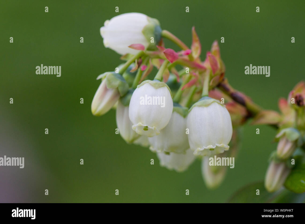 All stages of blueberry flowers and fruit Stock Photo - Alamy