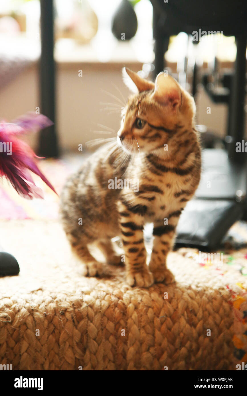 Bengali kitten hi-res stock photography and images - Alamy