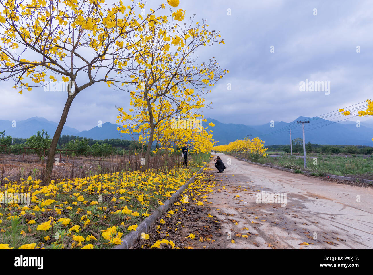 Huanghua Feng Suzuki in Wengyuan Core Area of Wengyuan Modern ...
