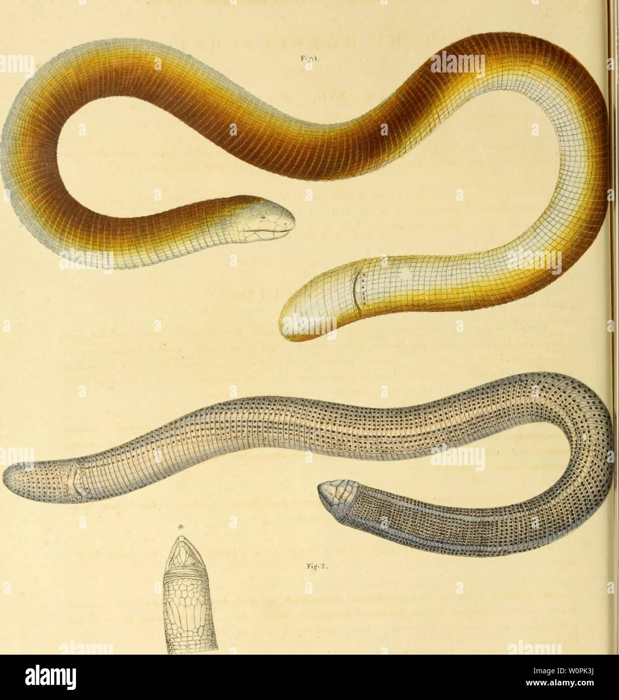 Icones amphibiorum hi-res stock photography and images - Alamy Icones amphibiorum hi-res stock photography and images - Alamy