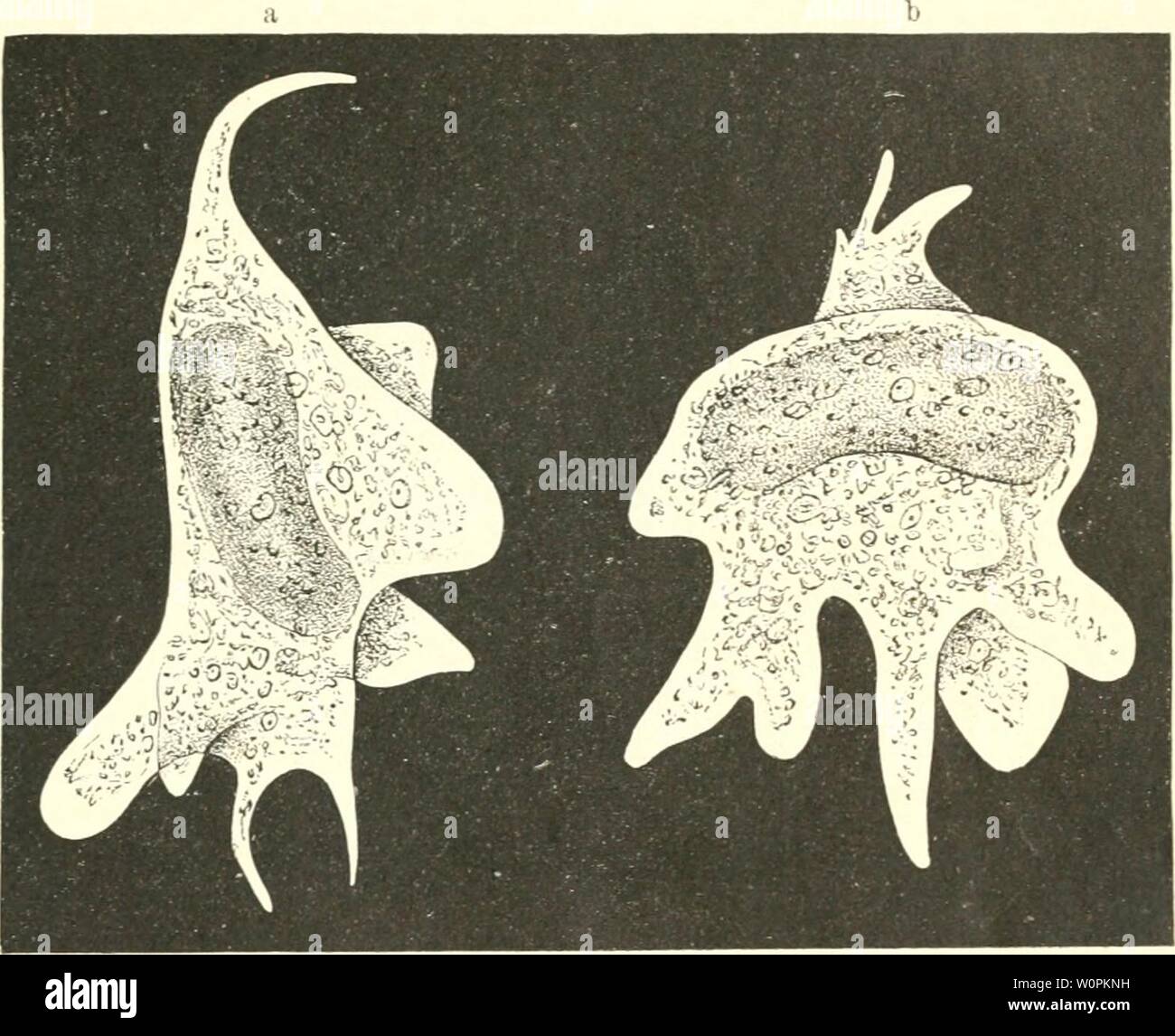 Archive image from page 80 of Der Mensch (1886 Stock Photo - Alamy