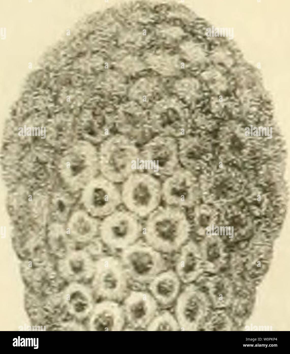 T spiralis hi-res stock photography and images - Alamy