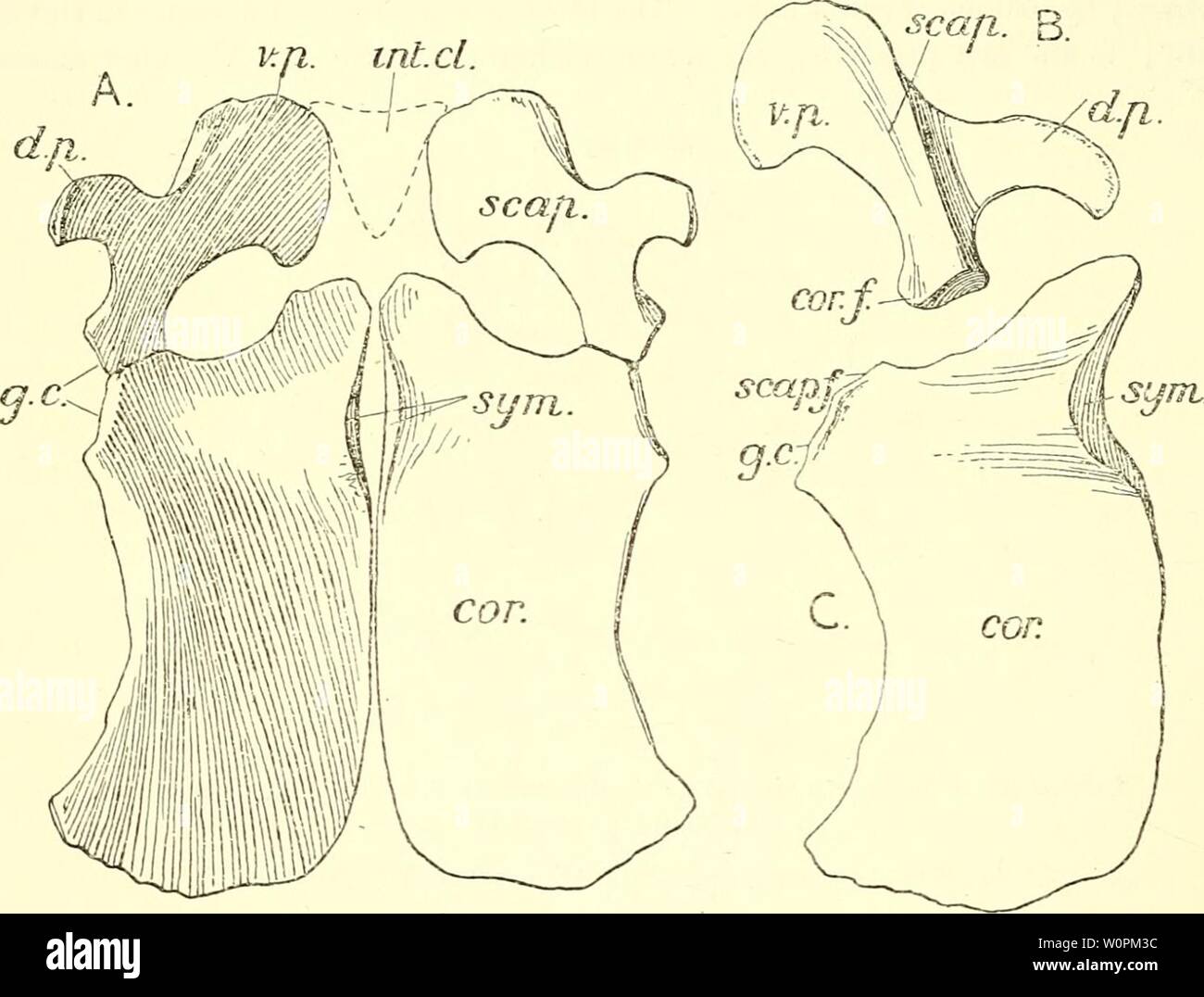 True form fossil hi-res stock photography and images - Alamy