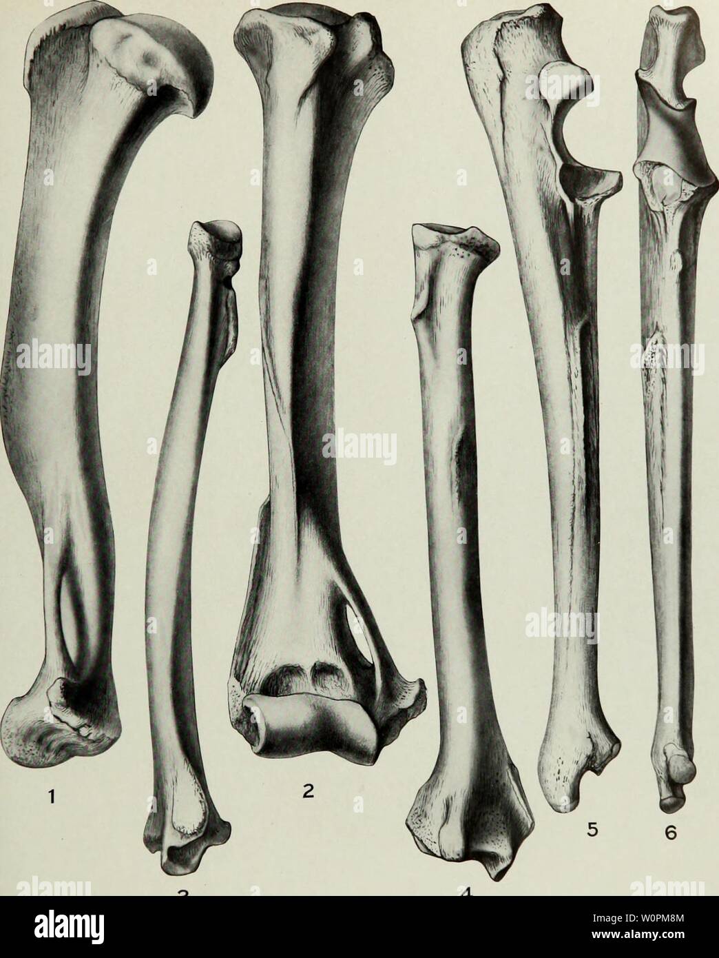 Humerus Definition Medial Epicondyle Of Humerus | Complete Anatomy