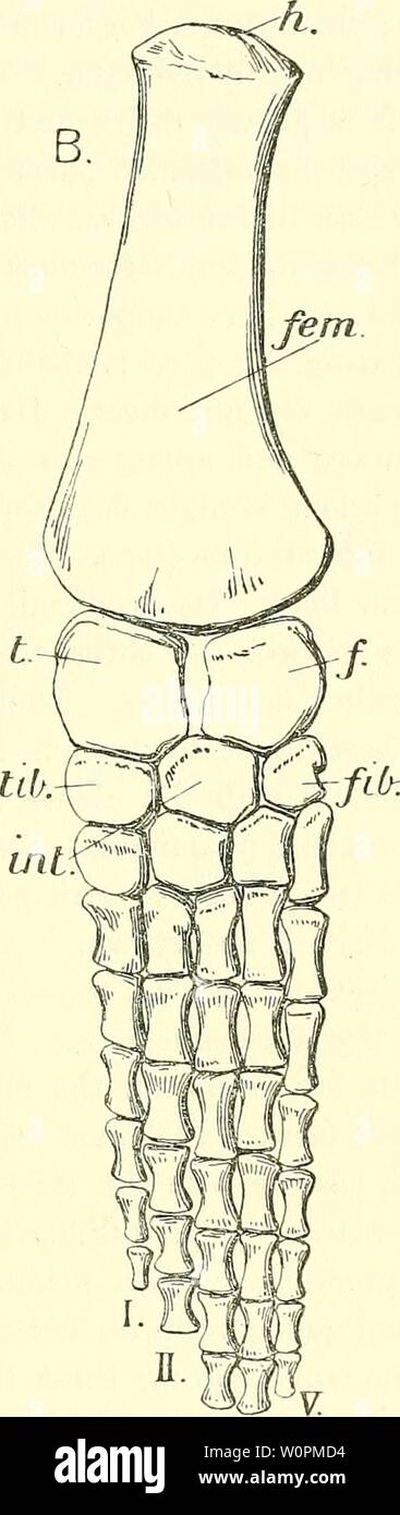 Tibia fossil hi-res stock photography and images - Alamy