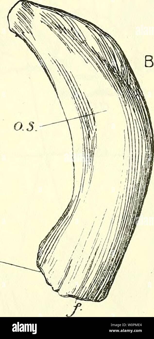 Ischio hi-res stock photography and images - Alamy