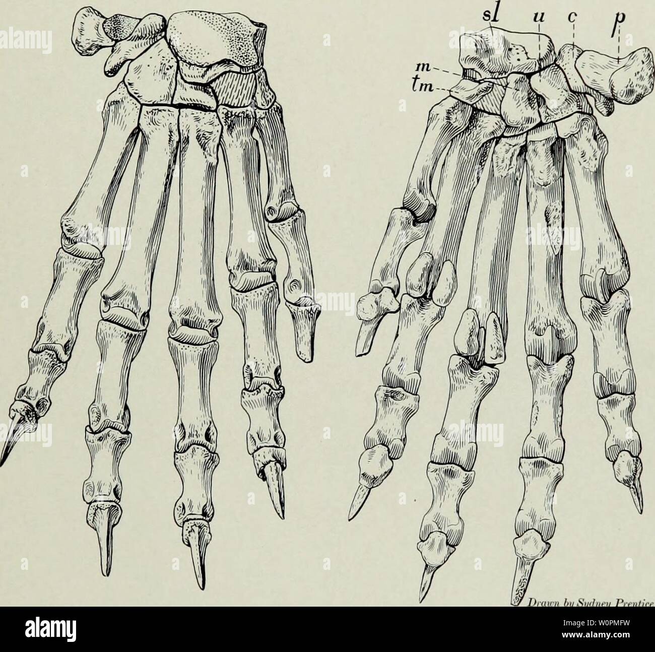 Ungual hi-res stock photography and images - Alamy