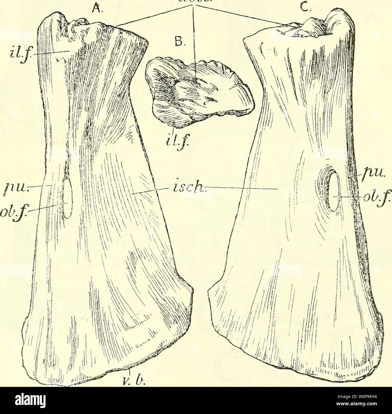 Distal humerus hi-res stock photography and images - Alamy