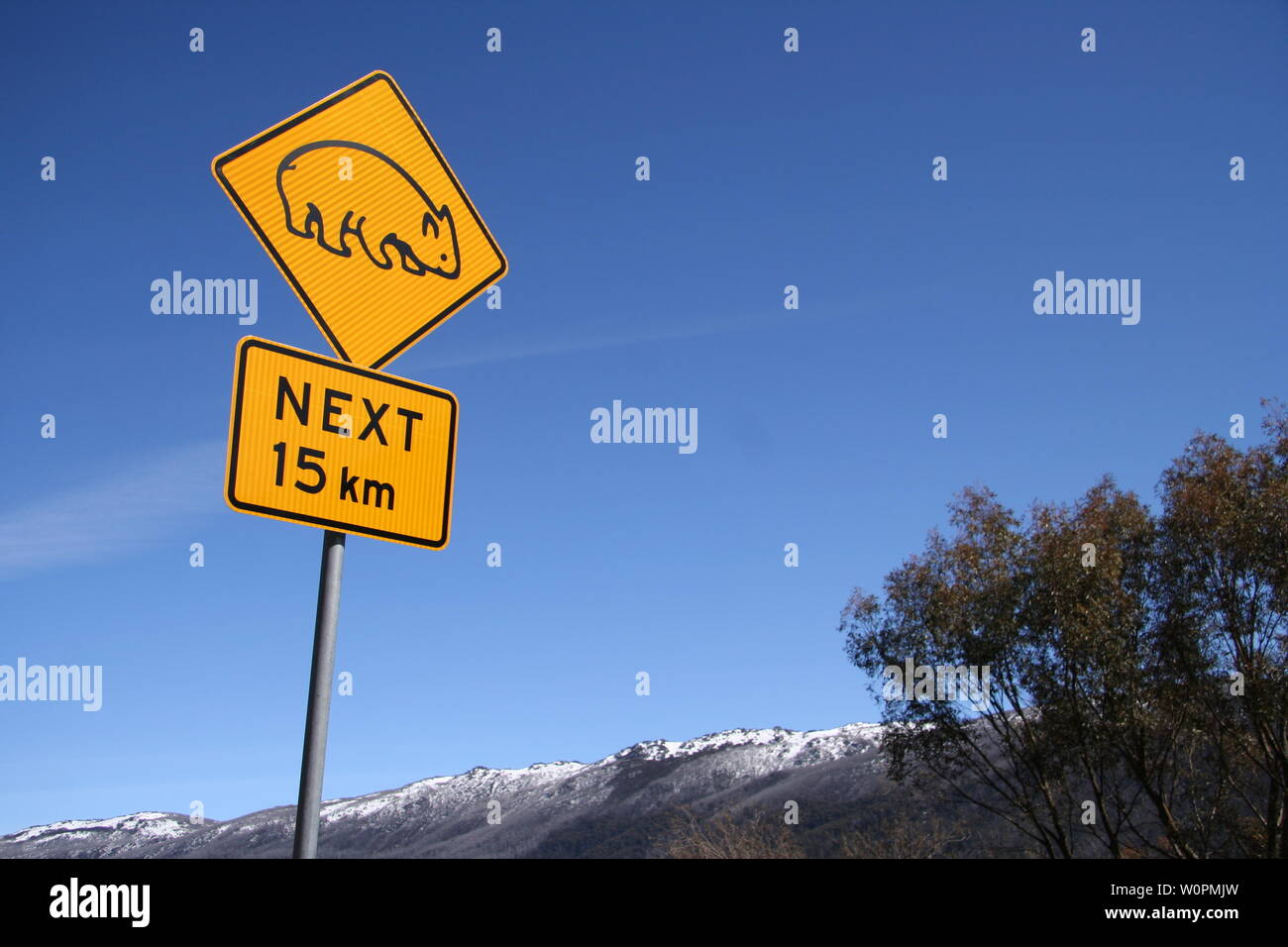 wombats crossing warning road sign Stock Photo - Alamy