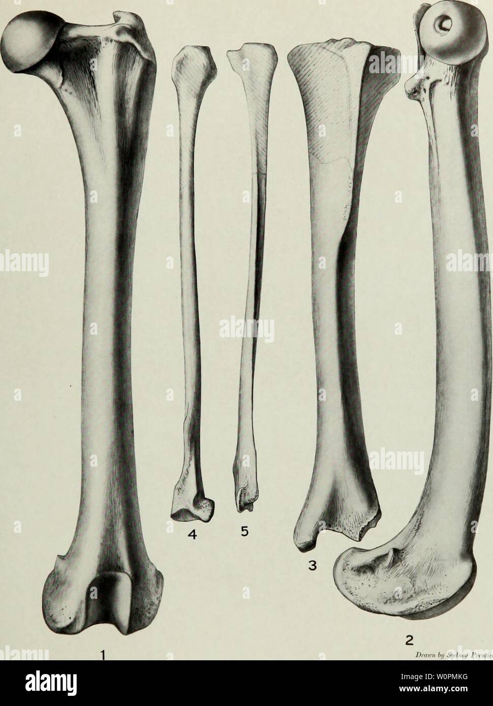Cat Tibia And Fibula