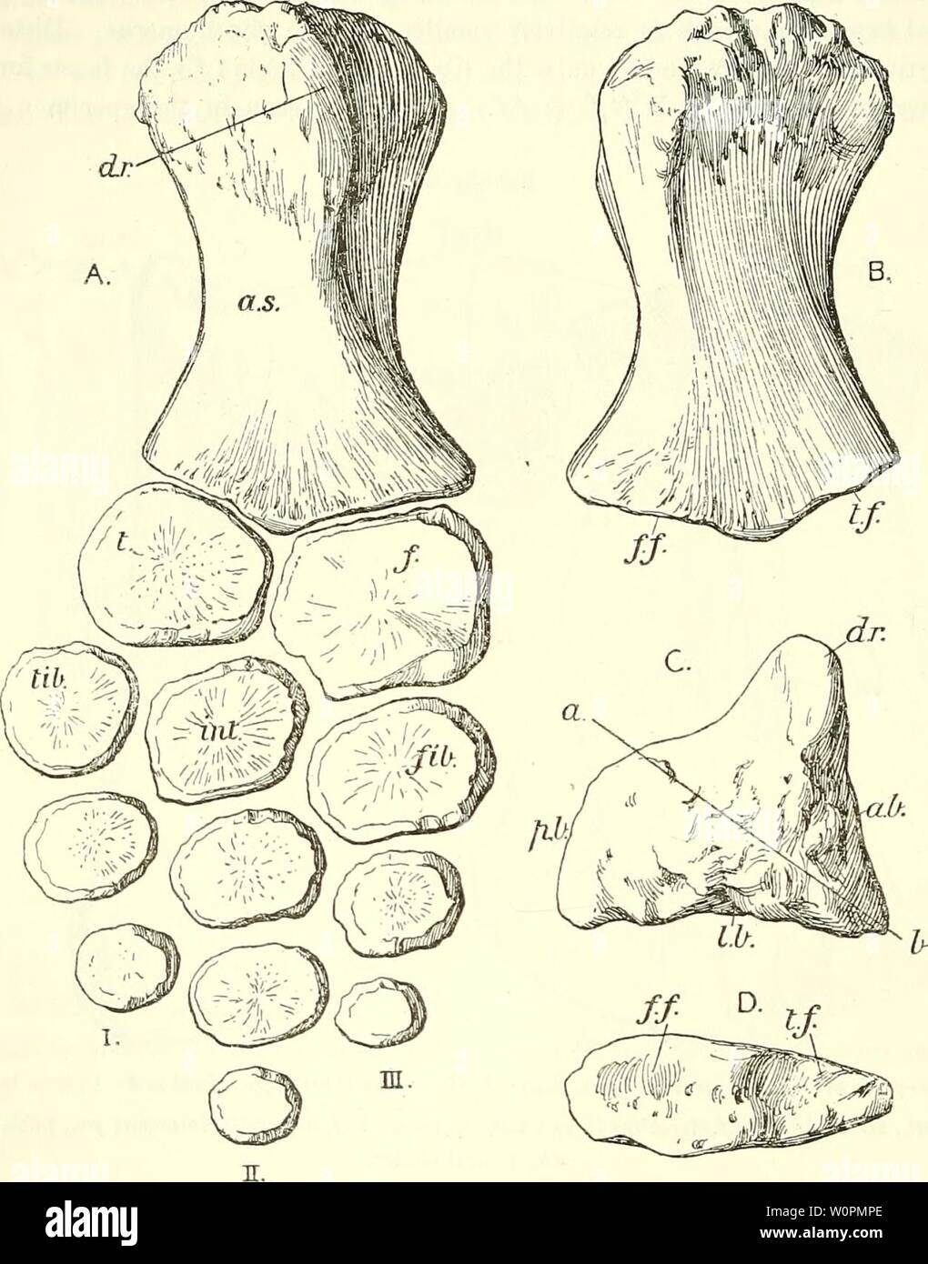 Archive image from page 89 of A descriptive catalogue of the. A ...