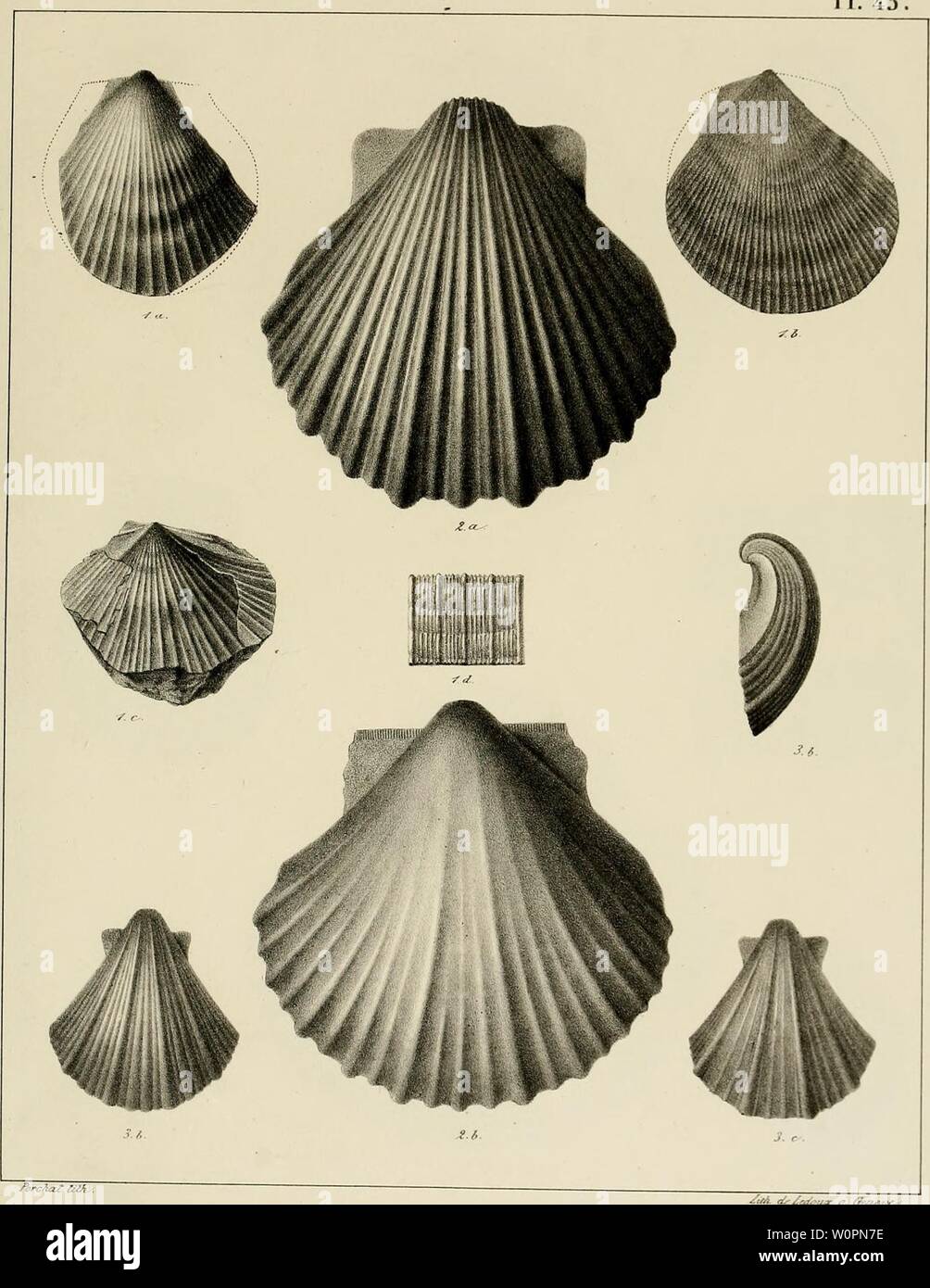 Archive Image From Page 94 Of Description Des Mollusques Fossiles Qui