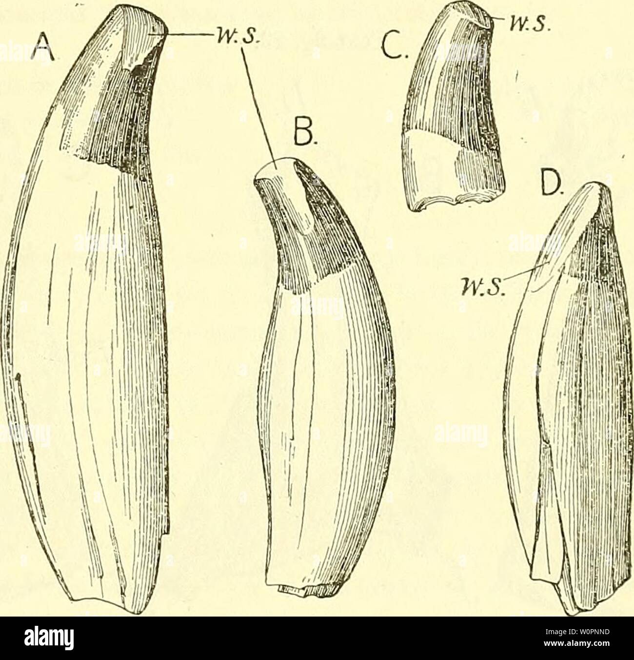 Archive image from page 102 of A descriptive catalogue of the. A ...