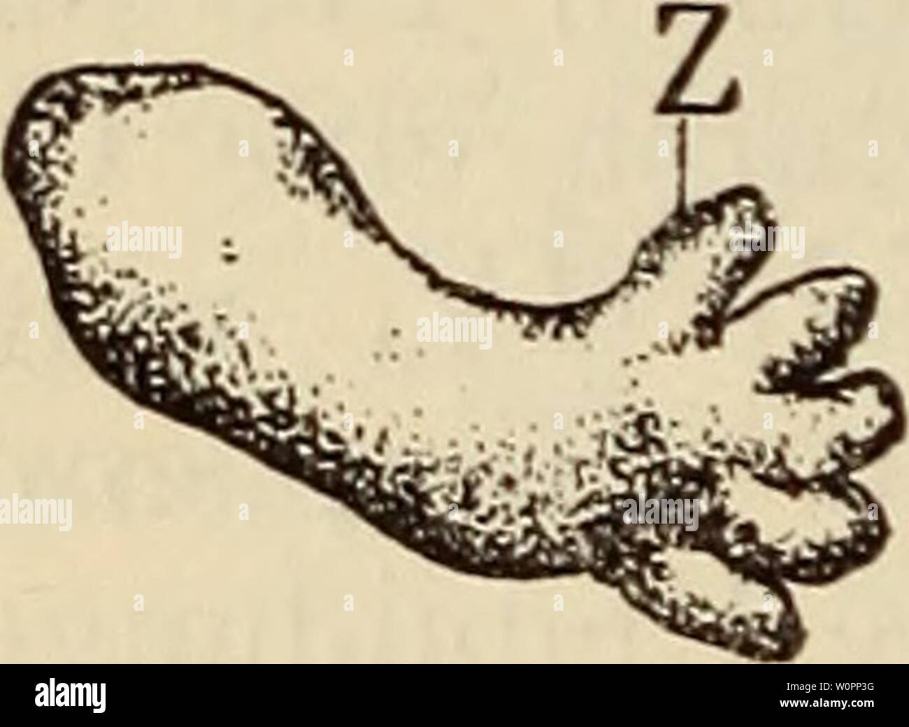 Robert pfitzner hi-res stock photography and images - Alamy