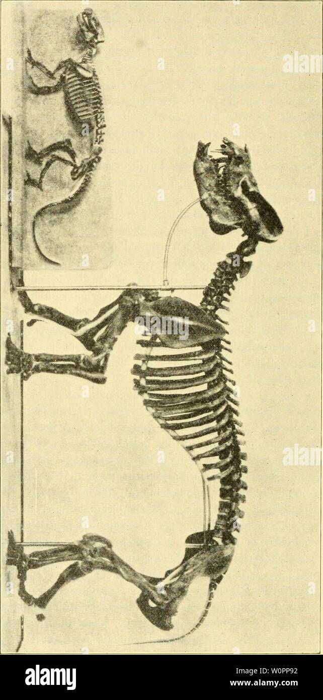 Archive image from page 109 of Der Mensch, sein Ursprung und. Der Mensch, sein Ursprung und ...