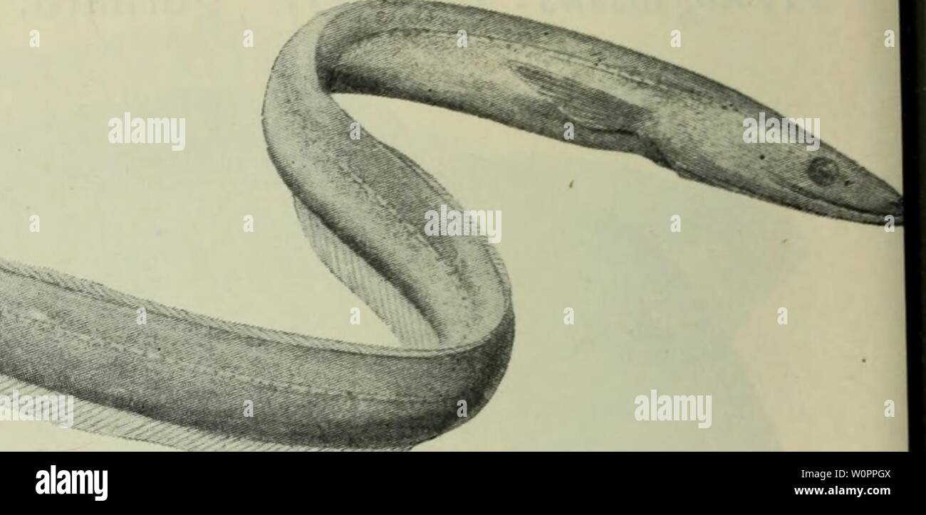 Eel larvae drawing hi-res stock photography and images - Alamy