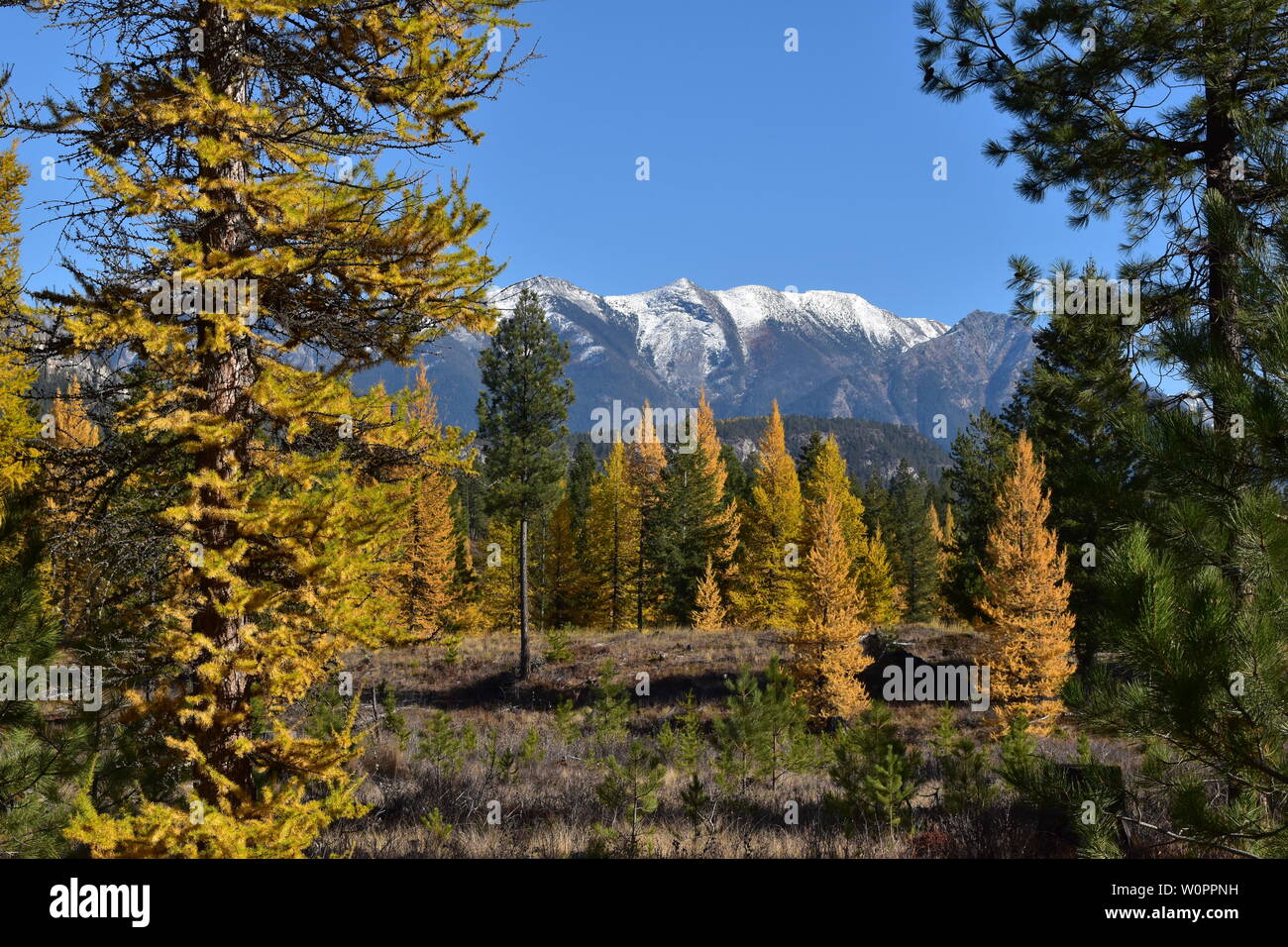 Larch in fall colours hi-res stock photography and images - Alamy