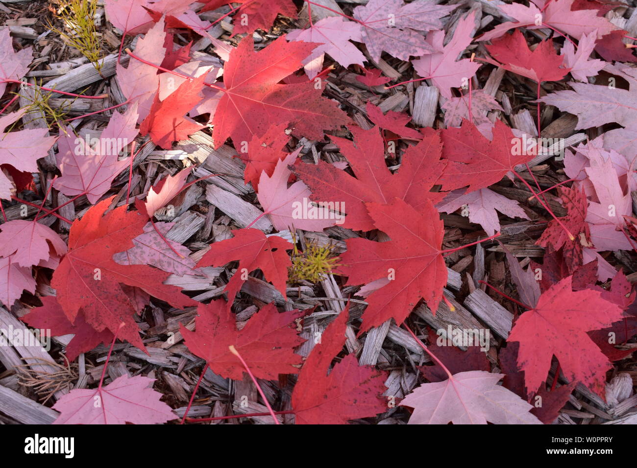 fallen leaves under a maple tree Stock Photo - Alamy