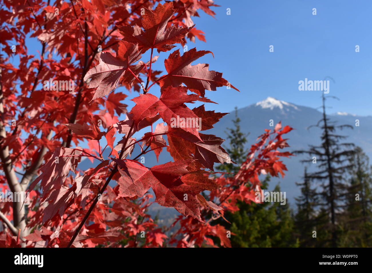 Fall maple leaves autumn hi-res stock photography and images - Alamy