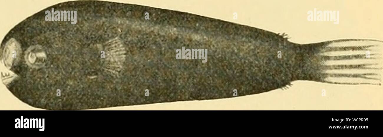 Pteropods hi-res stock photography and images - Alamy