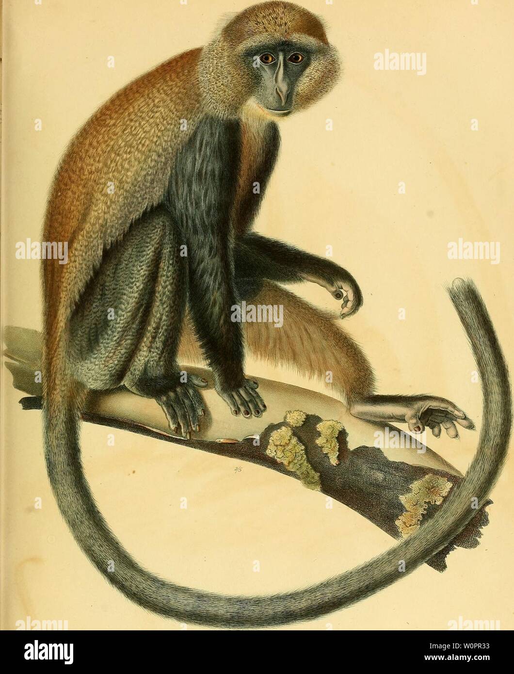 Mammals classification hi-res stock photography and images - Alamy