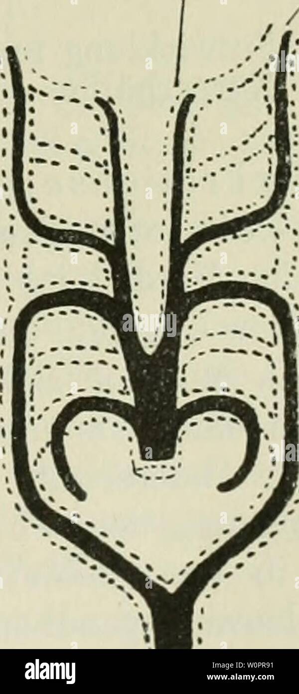 Mesodermal High Resolution Stock Photography and Images - Alamy