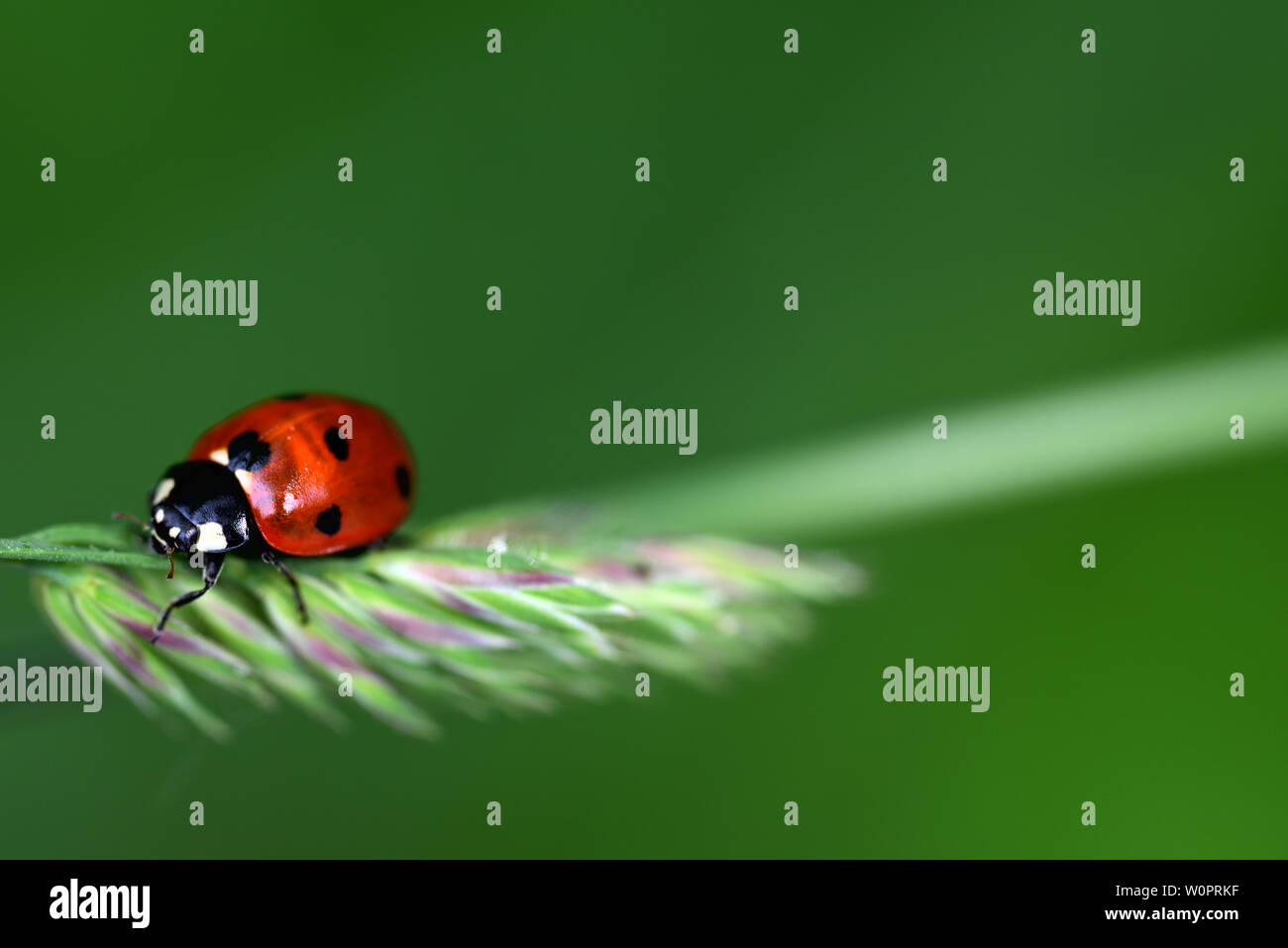 Ladybug close up hi-res stock photography and images - Alamy
