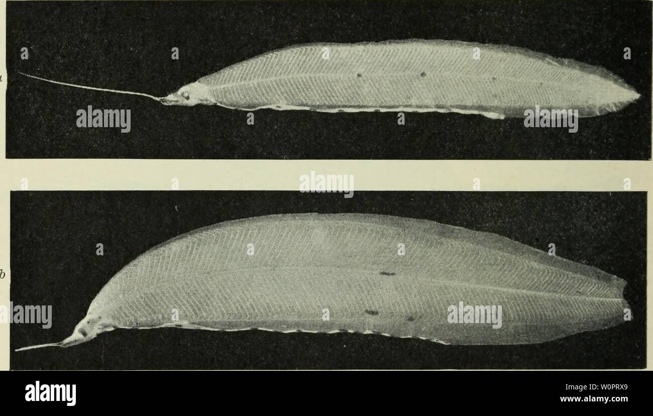 Eel larvae drawing hi-res stock photography and images - Alamy