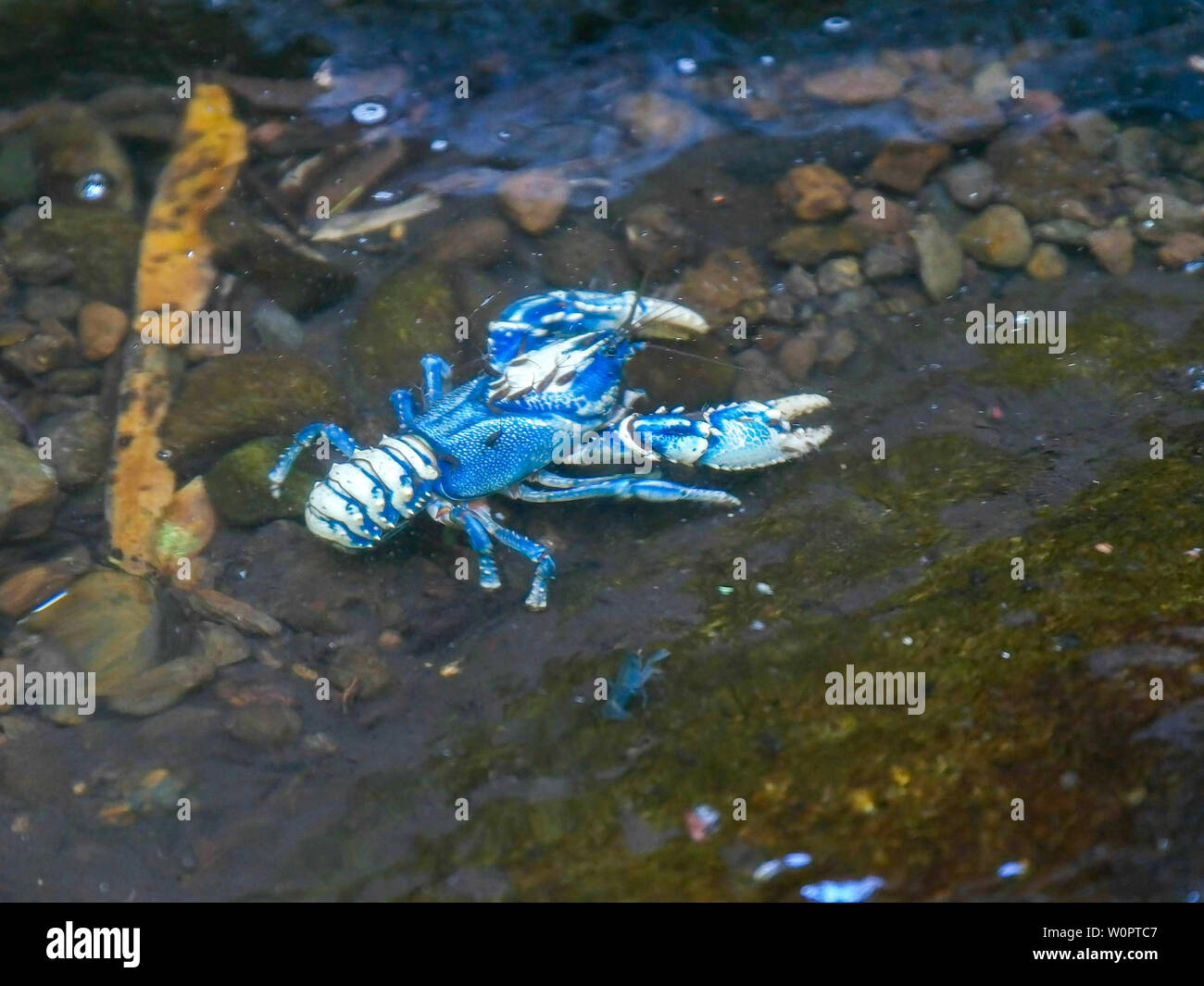 Spiny crayfish hi-res stock photography and images - Alamy