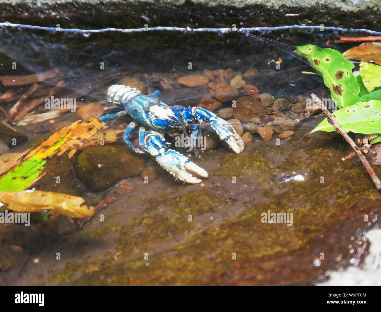 Spiny crayfish hi-res stock photography and images - Alamy