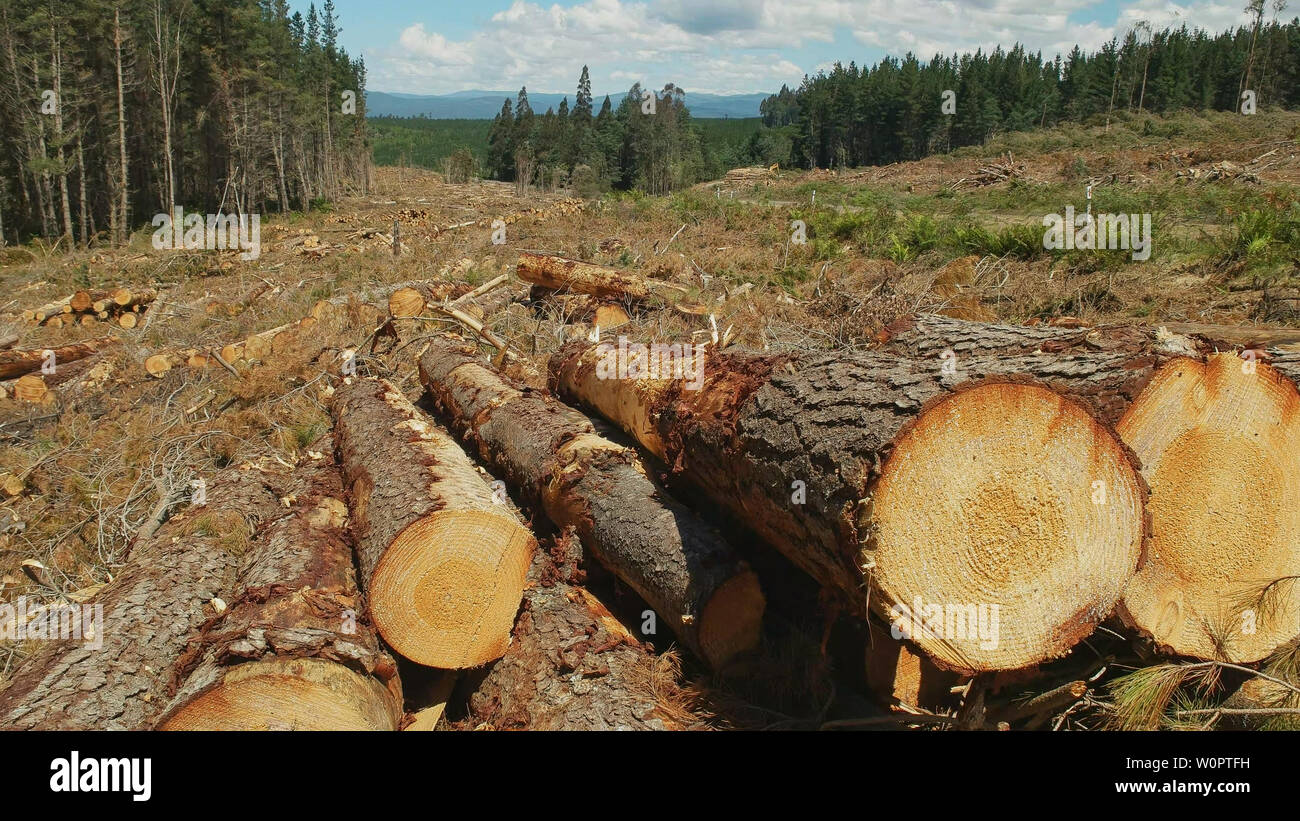 close up of cut pine logs near tarraleah in tasmania Stock Photo - Alamy