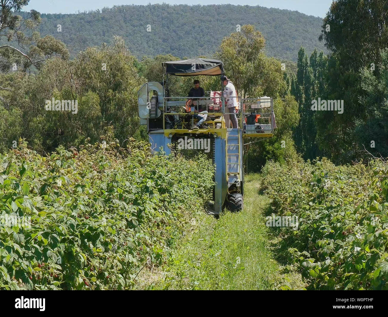 wide shot of a raspberry harvester in operation in tasmania Stock Photo ...