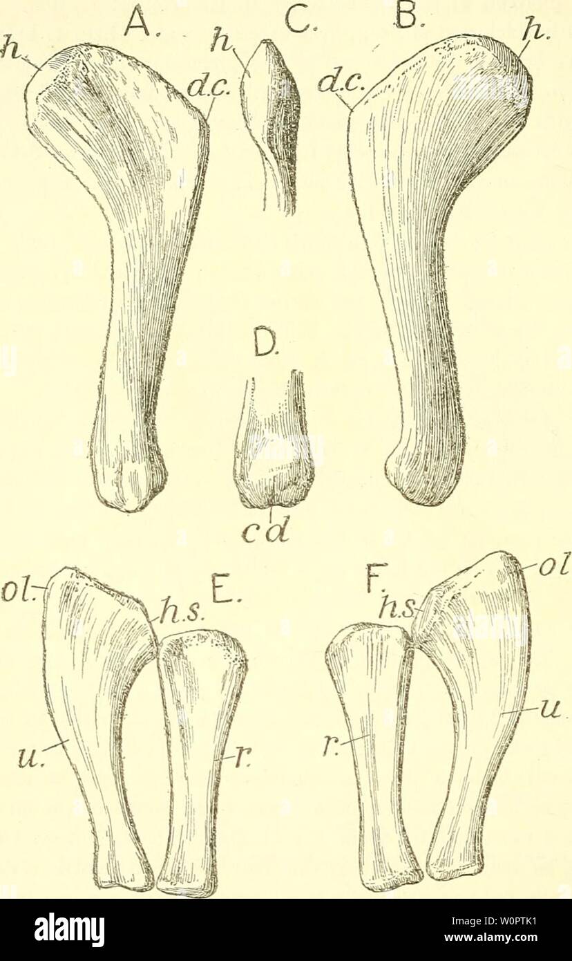 Ulnar bones hi-res stock photography and images - Alamy