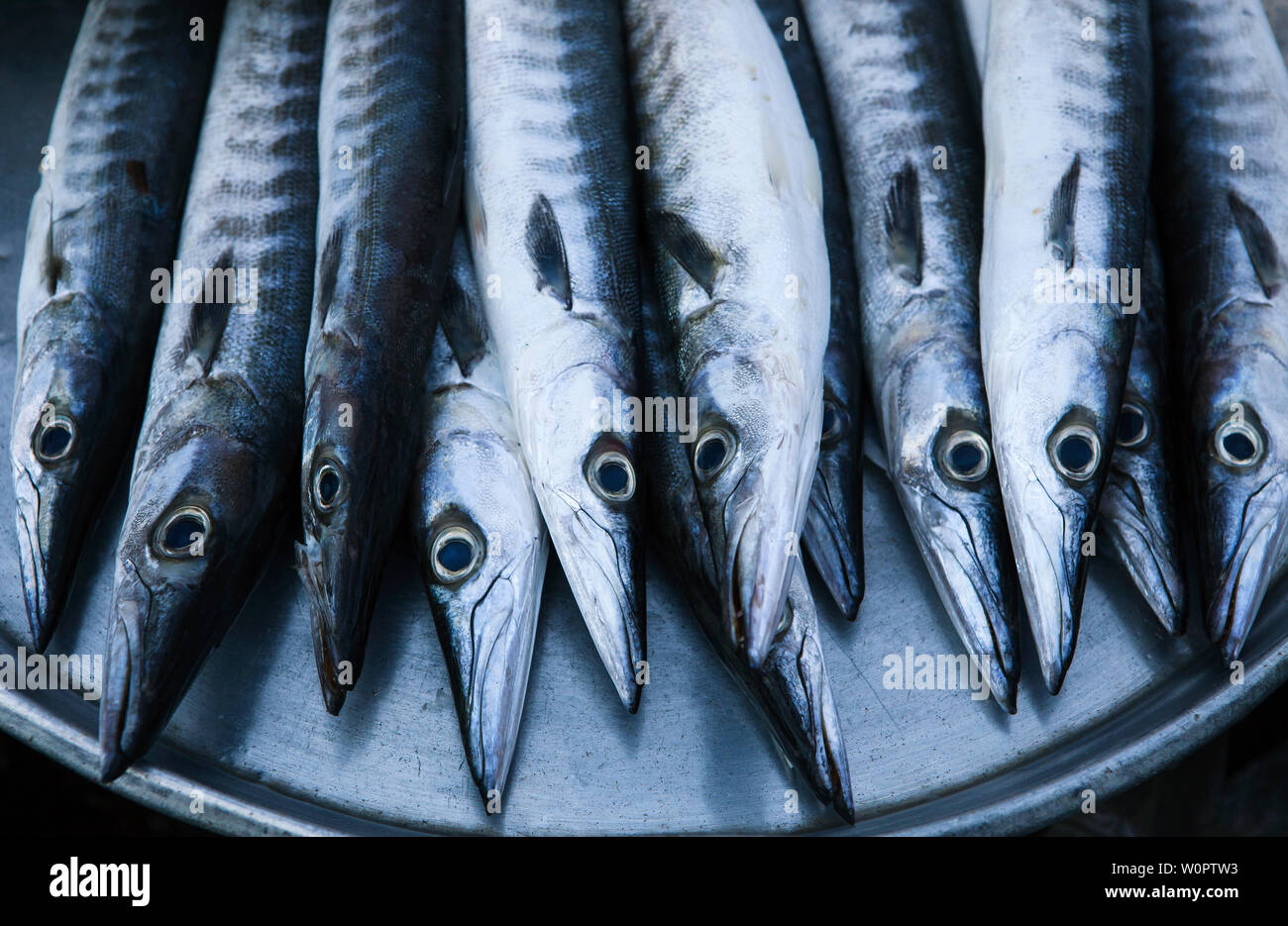 Barracuda mouth hi-res stock photography and images - Alamy